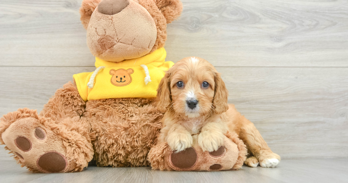 Popular Cavapoo Goody Boy: 5lb 9oz Doodle Puppy