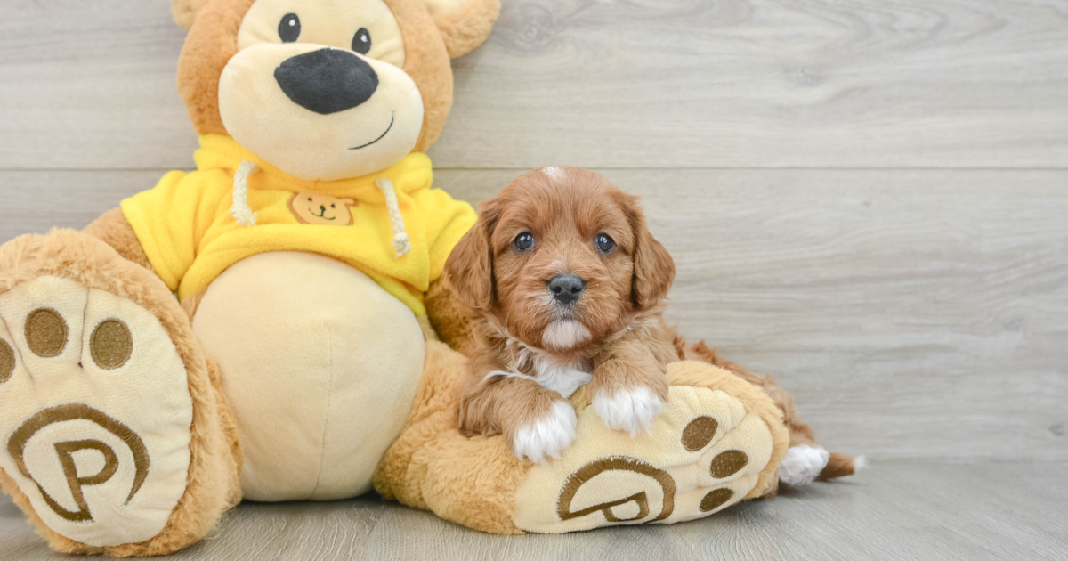 Playful Cavapoo Goody Boy: 5lb 5oz Doodle Puppy
