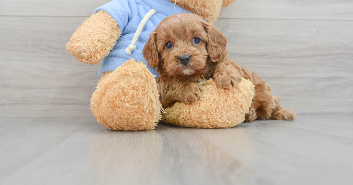 Playful Cavapoo Hansel: 4lb 15oz Doodle Puppy