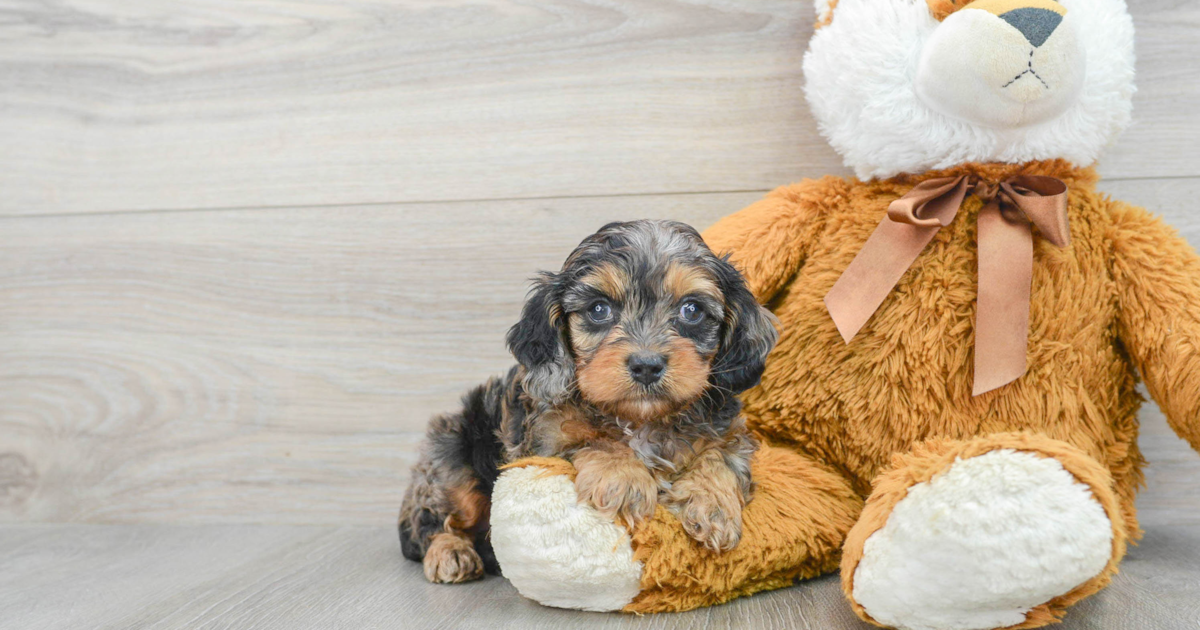 Funny Cavapoo Happy: 3lb 6oz Doodle Puppy