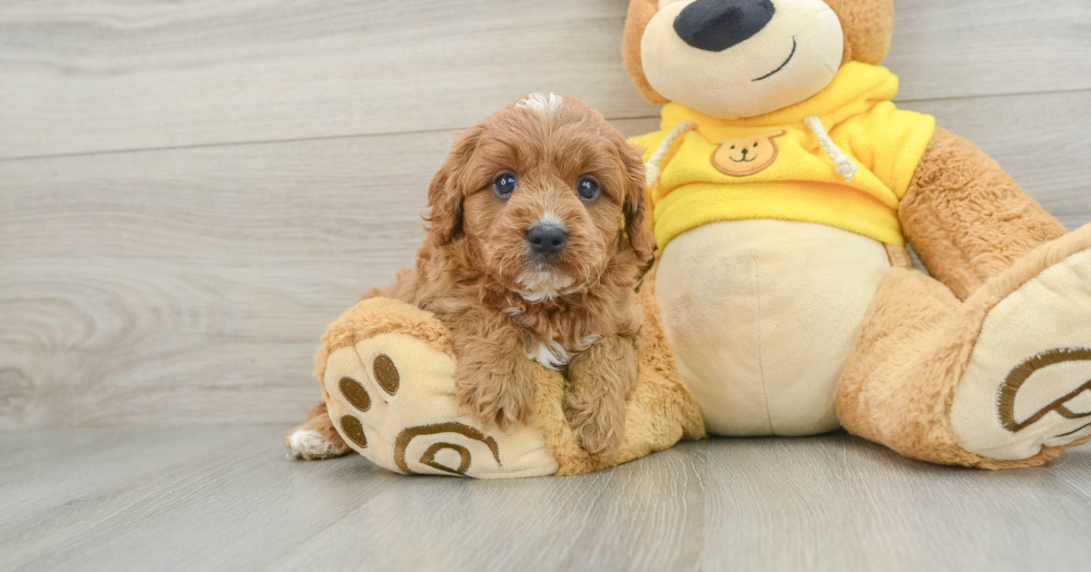 Funny Cavapoo Happy: 4lb 8oz Doodle Puppy