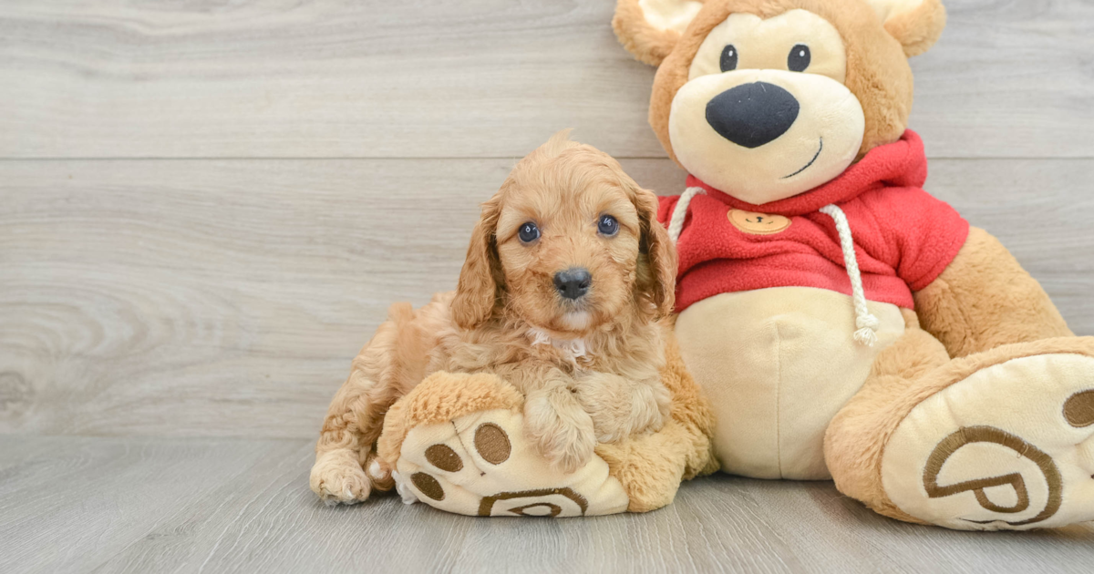 Cute Cavapoo Happy: 7lb 4oz Doodle Puppy