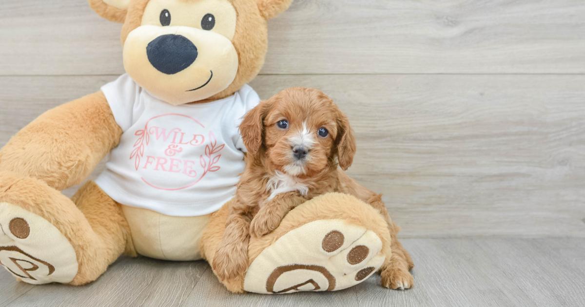 Funny Cavapoo Happy: 3lb 12oz Doodle Puppy