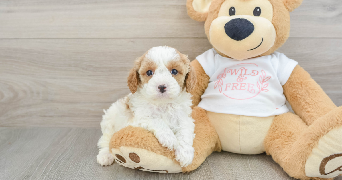 Adorable Cavapoo Happy: 5lb 10oz Doodle Puppy