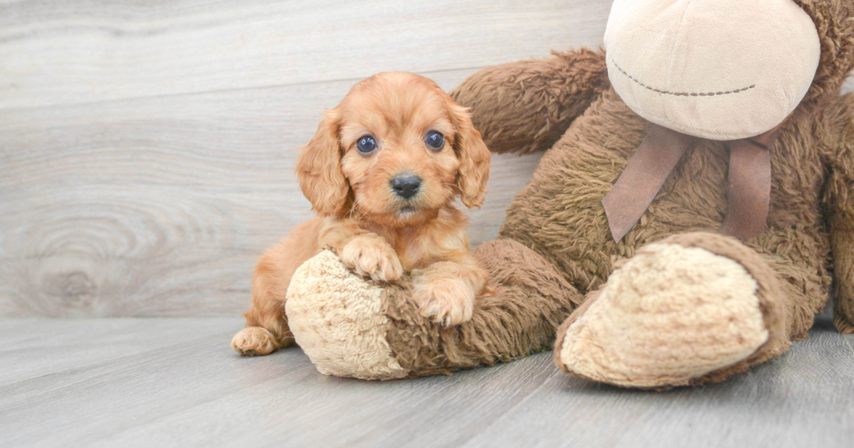 Cute Cavapoo Happy: 3lb 8oz Doodle Puppy