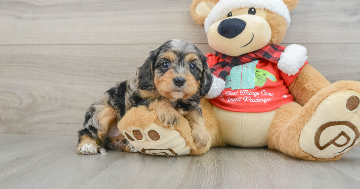 Small Cavapoo Hara: 4lb 5oz Doodle Puppy