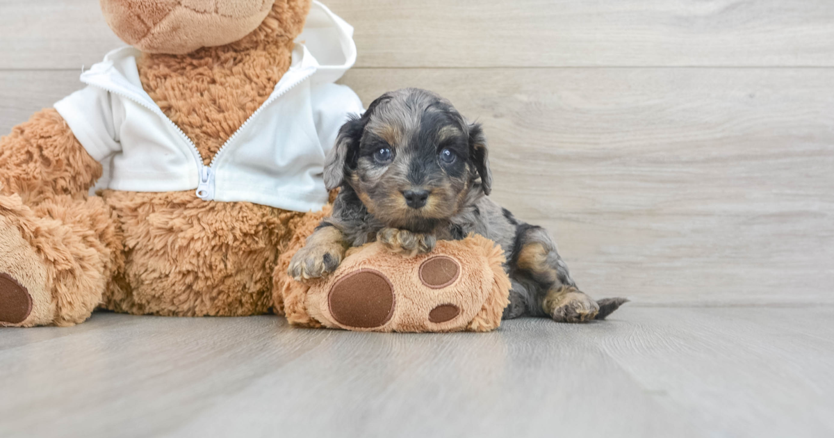 Little Cavapoo Heath: 4lb 5oz Doodle Puppy