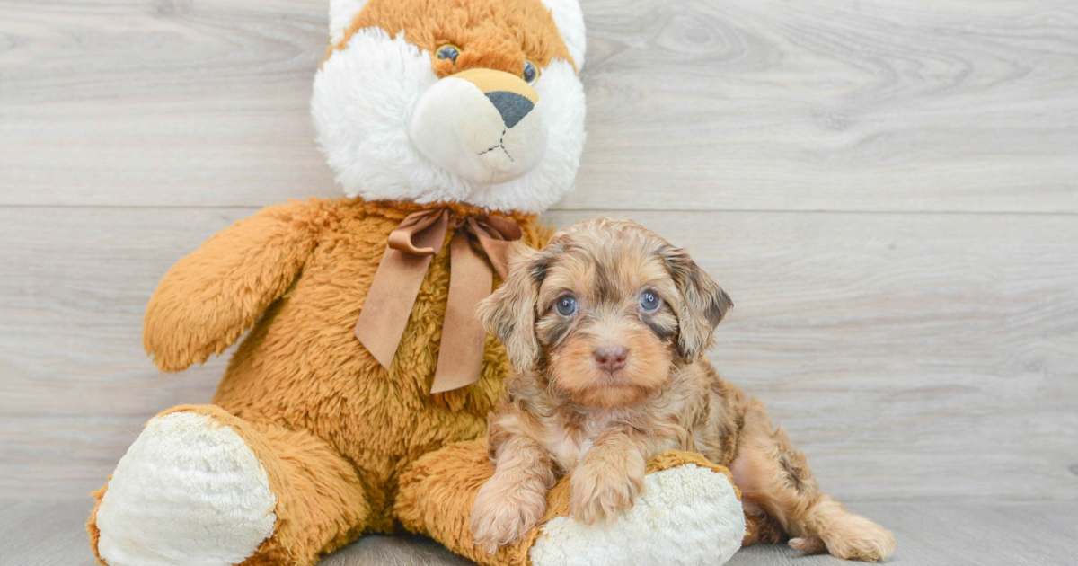 Small Cavapoo Hildee: 3lb 9oz Doodle Puppy