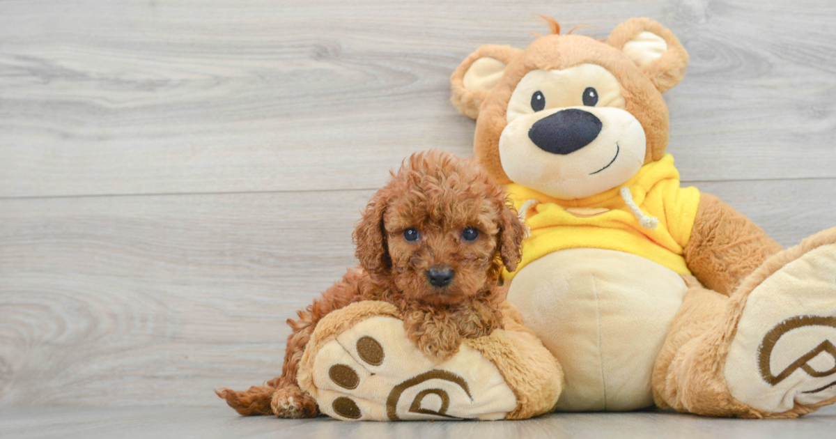 Smart Cavapoo Hildee: 3lb 7oz Doodle Puppy