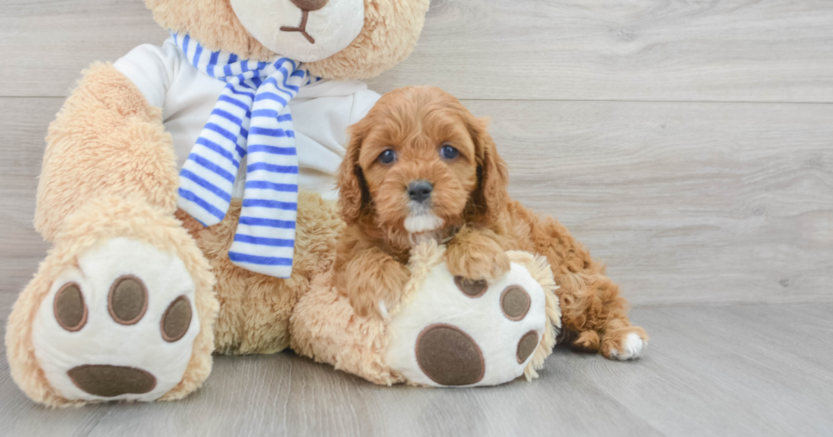 Energetic Cavapoo Hildee: 4lb 13oz Doodle Puppy