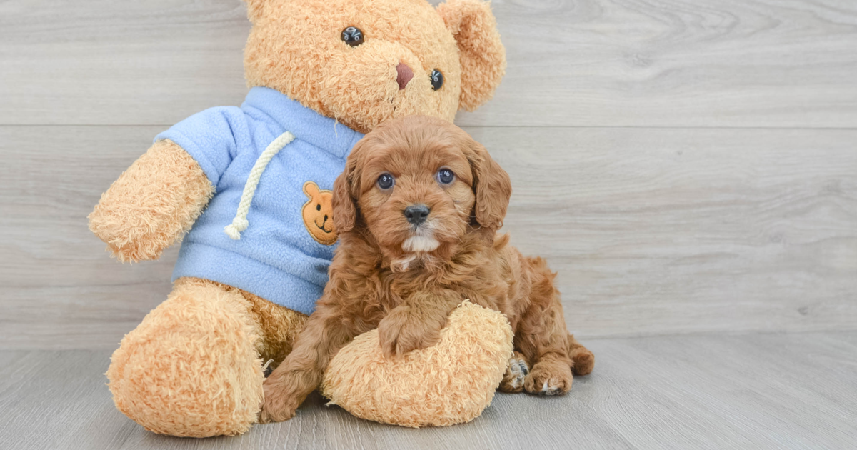 Smart Cavapoo Hildee: 5lb 10oz Doodle Puppy