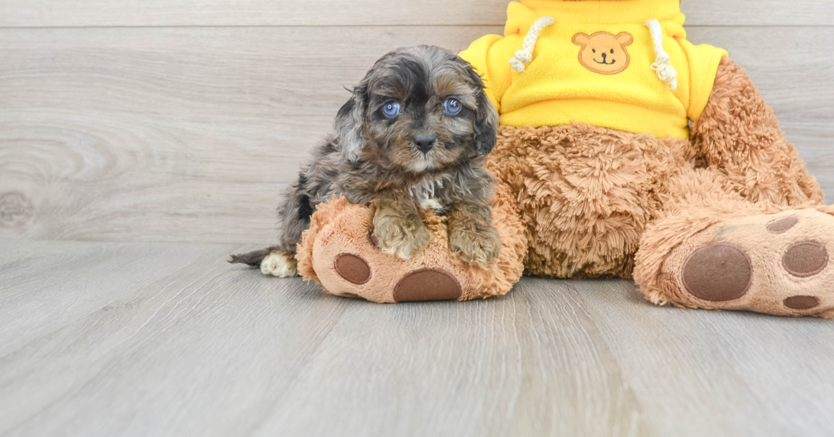 Smart Cavapoo Hildee: 4lb 6oz Doodle Puppy