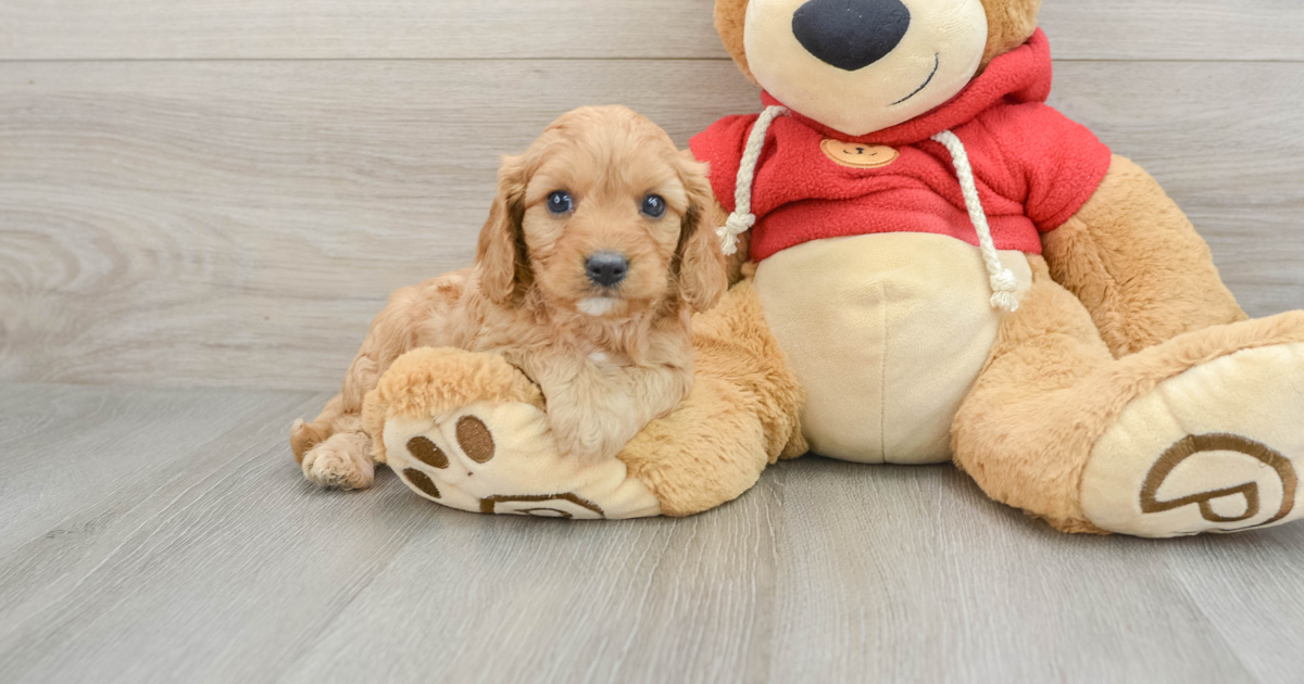 Funny Cavapoo Hildee: 4lb 15oz Doodle Puppy