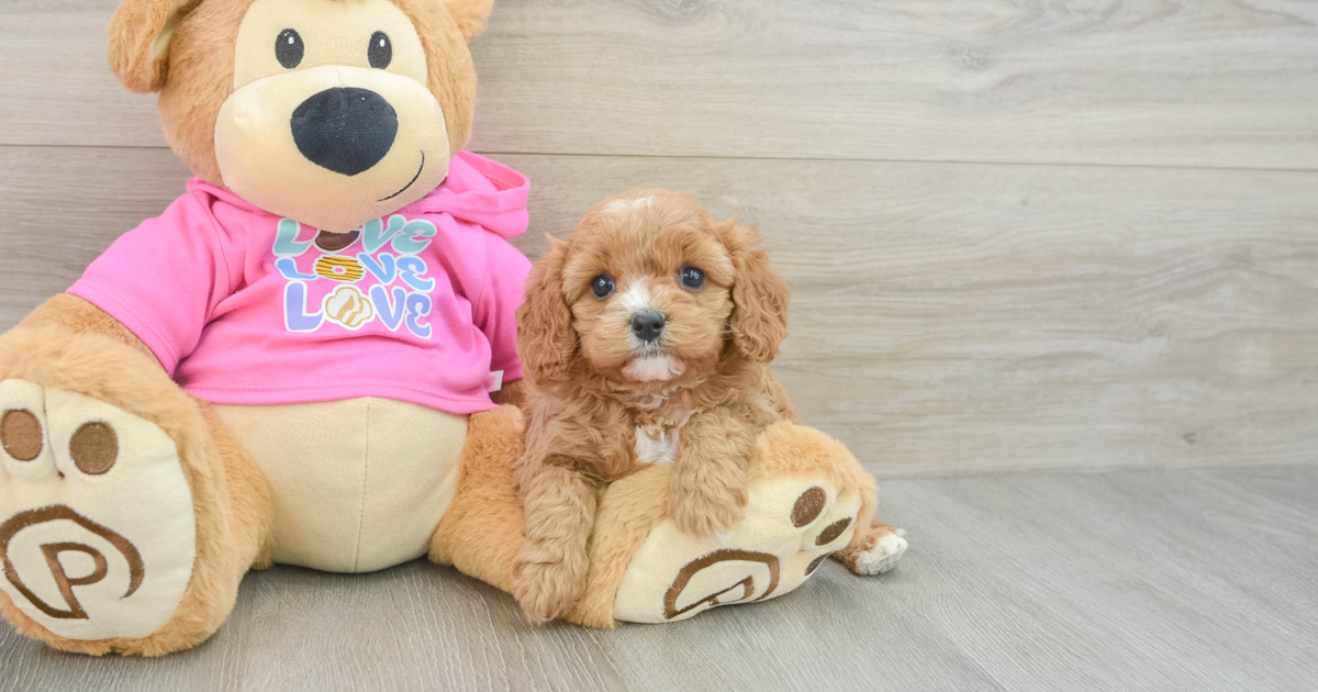Cute Cavapoo Hildee: 3lb 11oz Doodle Puppy