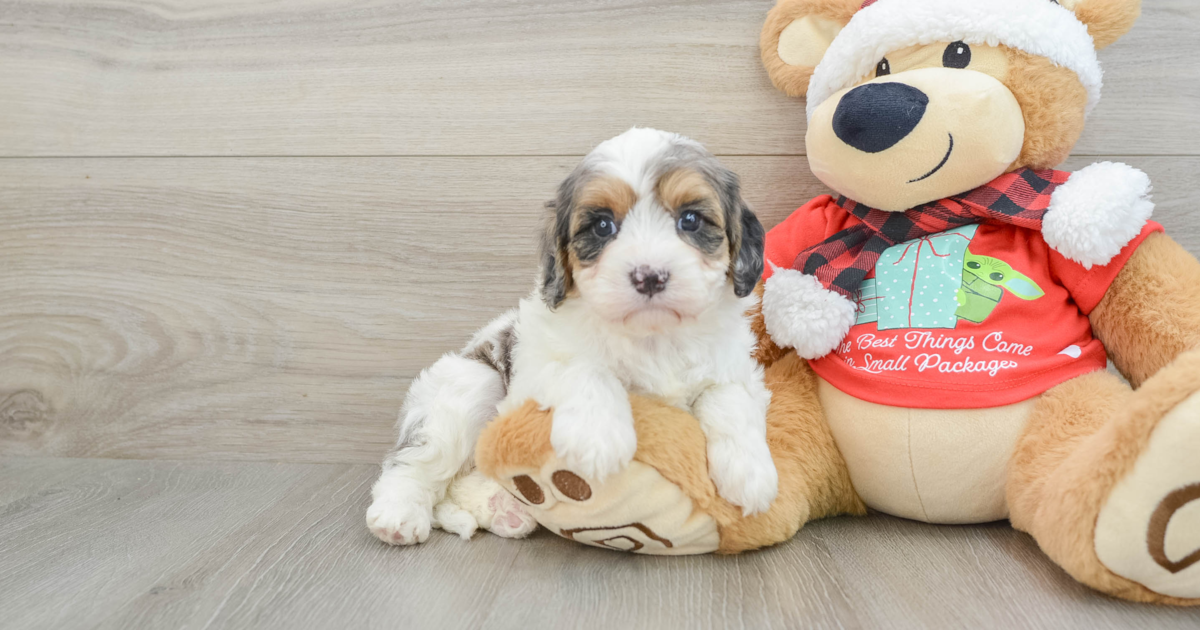 Adorable Cavapoo Hildee: 5lb 1oz Doodle Puppy