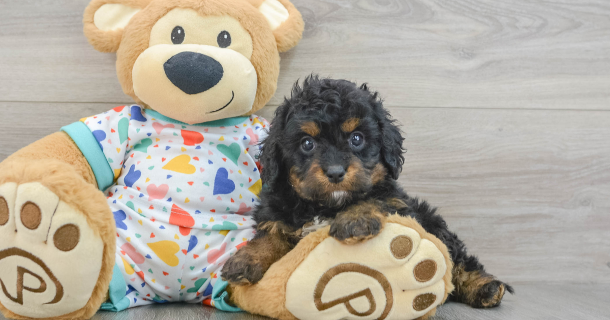 Little Cavapoo Hildee: 5lb 7oz Doodle Puppy