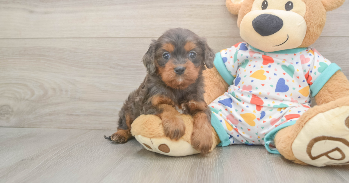 Little Cavapoo Hildee: 4lb 14oz Doodle Puppy