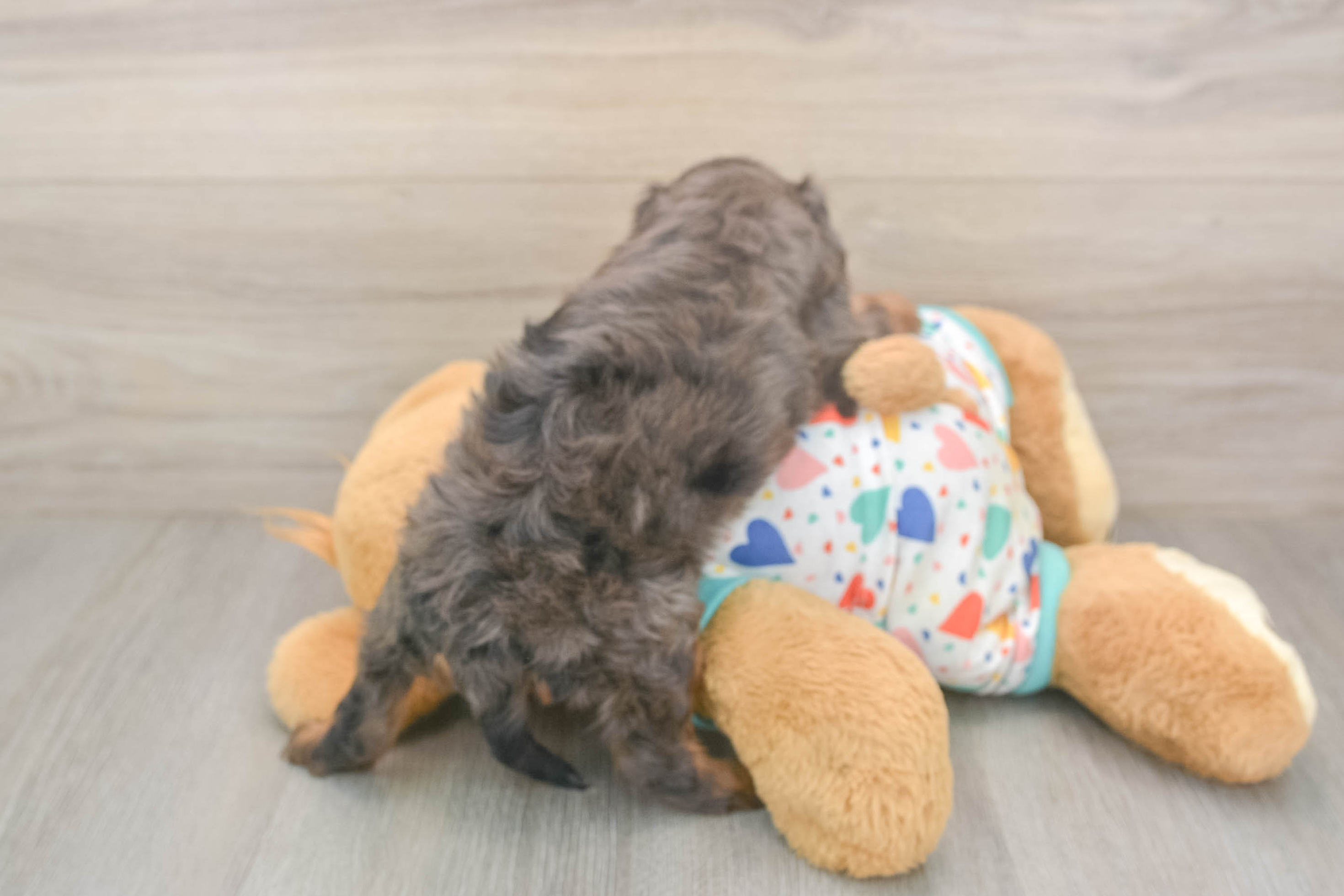 Popular Cavapoo Hildee: 4lb 14oz Doodle Puppy
