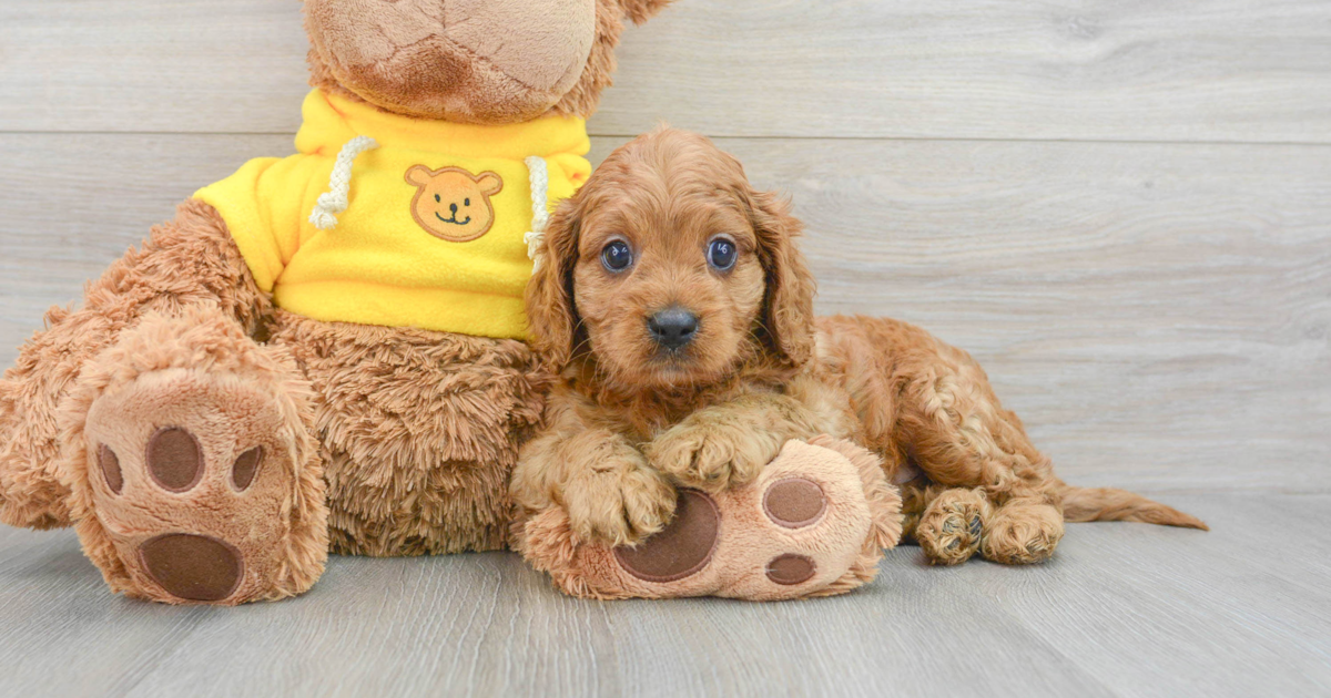 Fluffy Cavapoo Iggy: 6lb 15oz Doodle Puppy