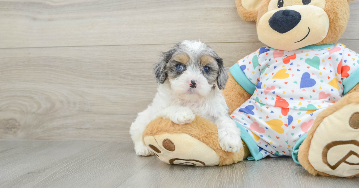 Happy Cavapoo Iggy: 4lb 5oz Doodle Puppy