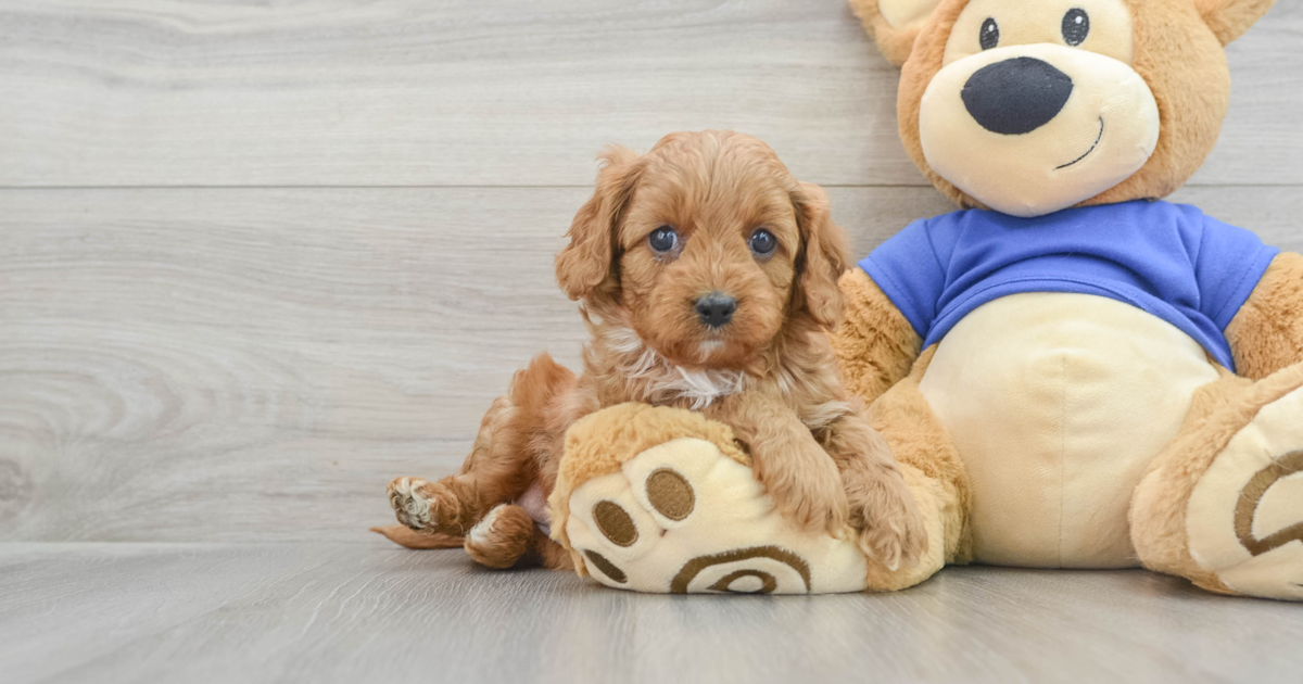 Fluffy Cavapoo Ivy: 5lb 7oz Doodle Puppy