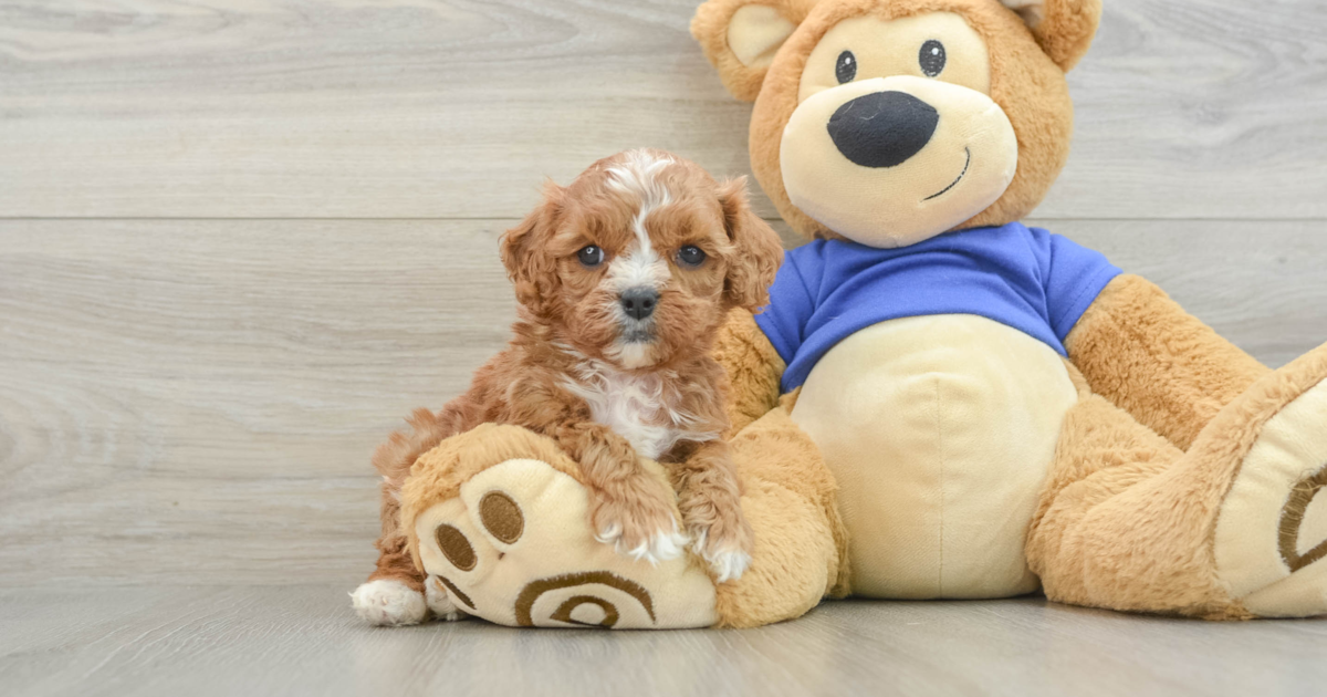 Friendly Cavapoo Ivy: 4lb 4oz Doodle Puppy