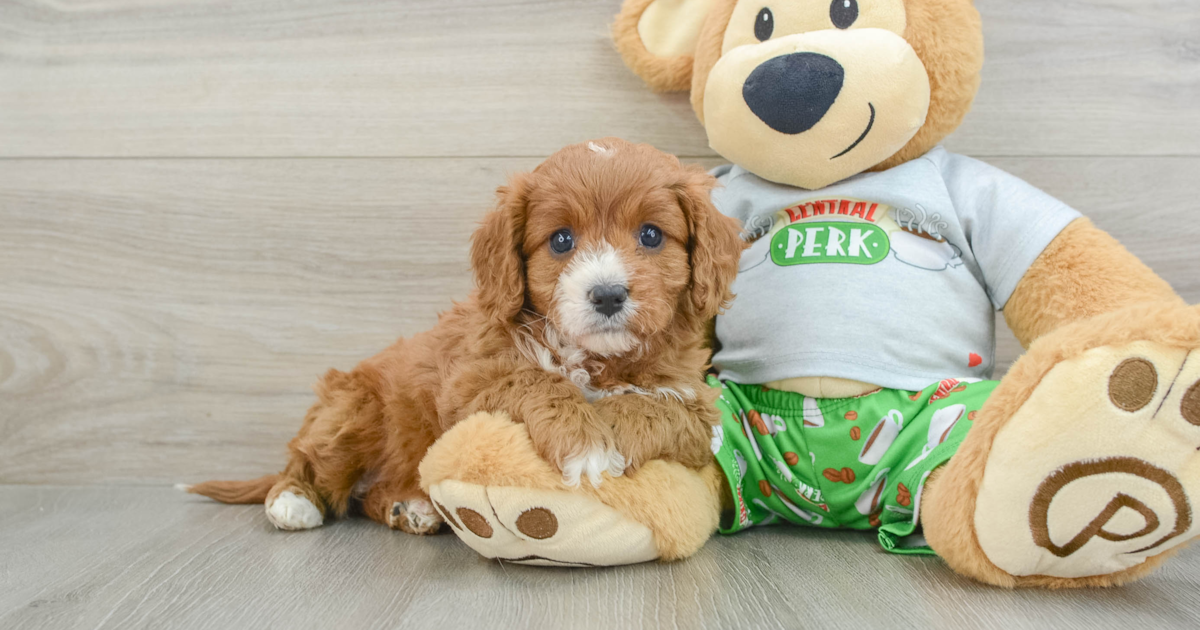Cute Cavapoo Ivy: 4lb 11oz Doodle Puppy
