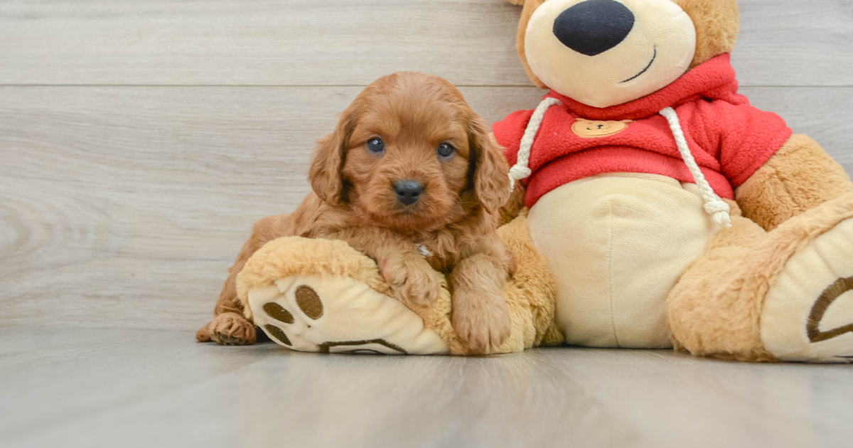 Cute Cavapoo Ivy: 5lb 10oz Doodle Puppy