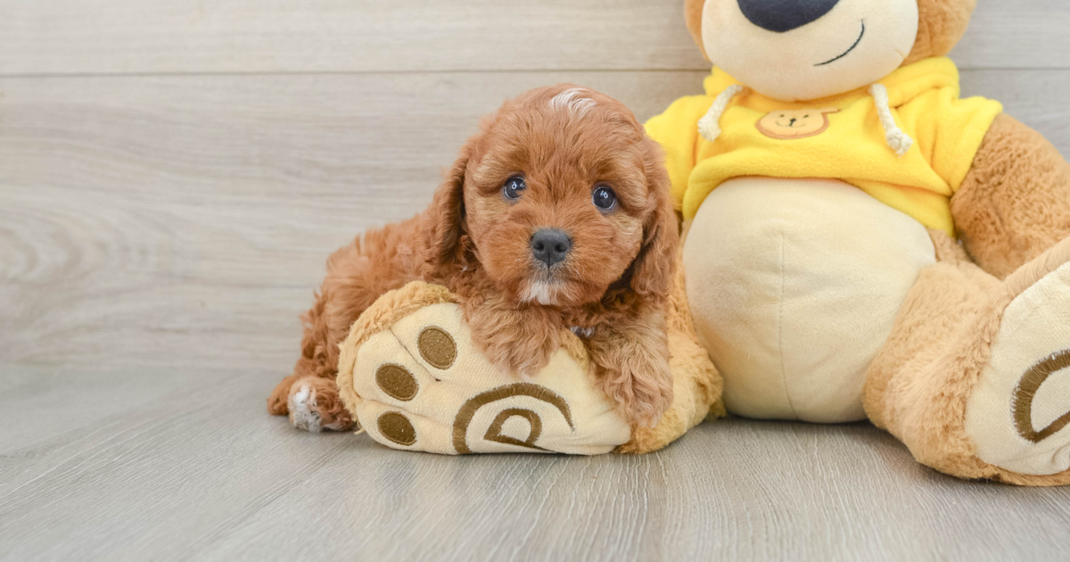 Smart Cavapoo Ivy: 3lb 15oz Doodle Puppy