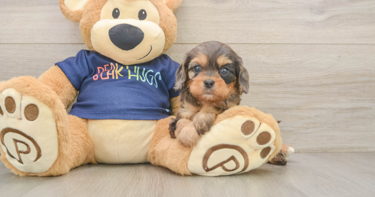 Fluffy Cavapoo Ivy: 3lb 4oz Doodle Puppy