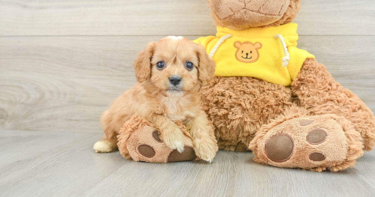 Fluffy Cavapoo Jameson: 3lb 1oz Doodle Puppy