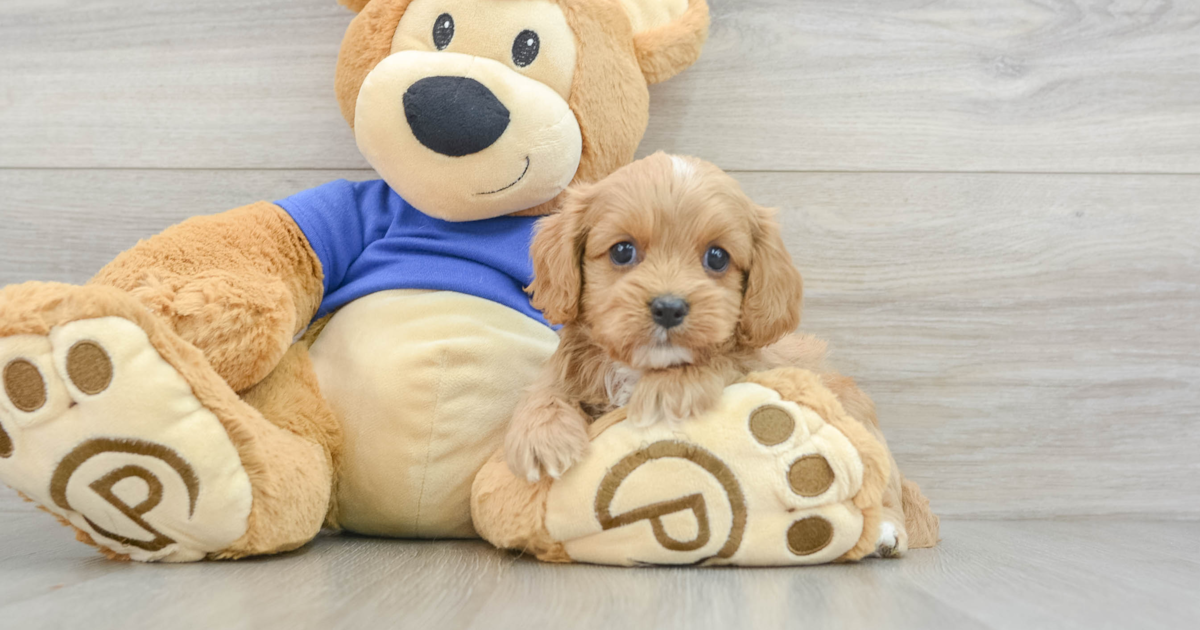 Funny Cavapoo Jenny: 3lb 13oz Doodle Puppy