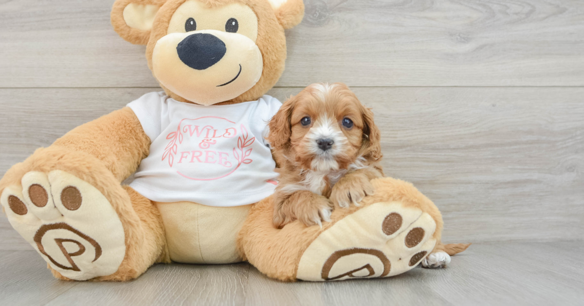 Energetic Cavapoo Jessica: 4lb 5oz Doodle Puppy