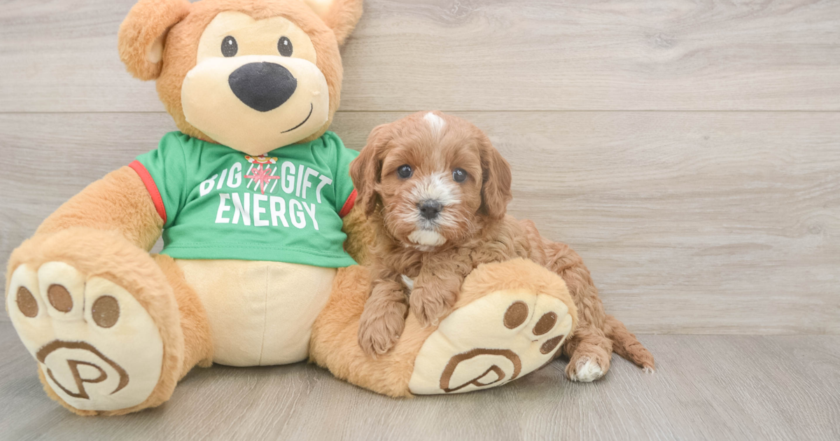 Cavapoo Jewel: 3lb 12oz Doodle Puppy