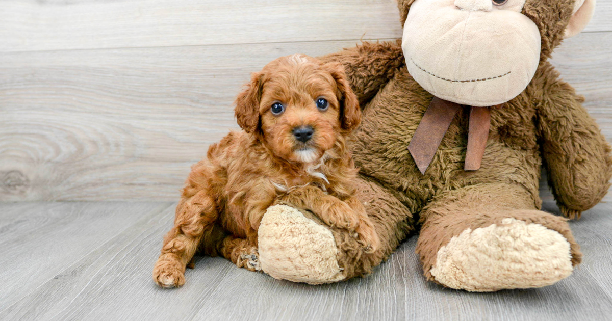 Fluffy Cavapoo Josh: 3lb 13oz Doodle Puppy