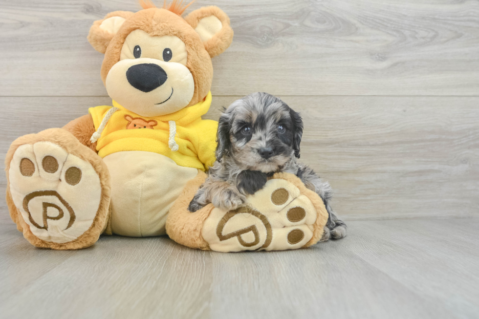 Adorable Cavapoo Kaiser: 3lb 12oz Doodle Puppy