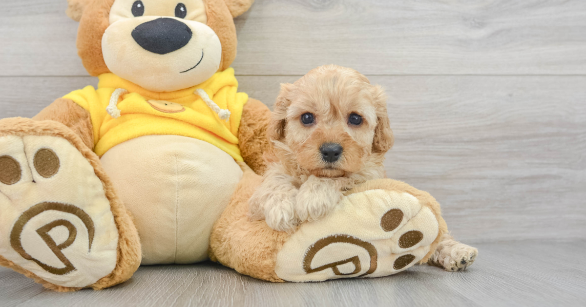 Funny Cavapoo Kandace: 4lb 3oz Doodle Puppy