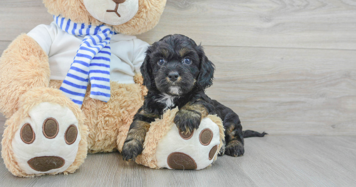 Friendly Cavapoo Kent: 6lb 15oz Doodle Puppy