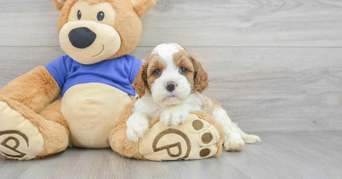 Sweet Cavapoo Kent: 7lb 14oz Doodle Puppy