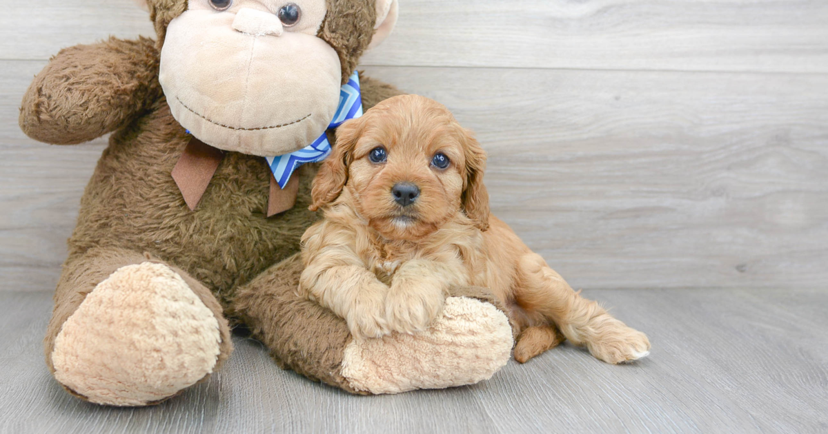 Playful Cavapoo Kent: 3lb 9oz Doodle Puppy