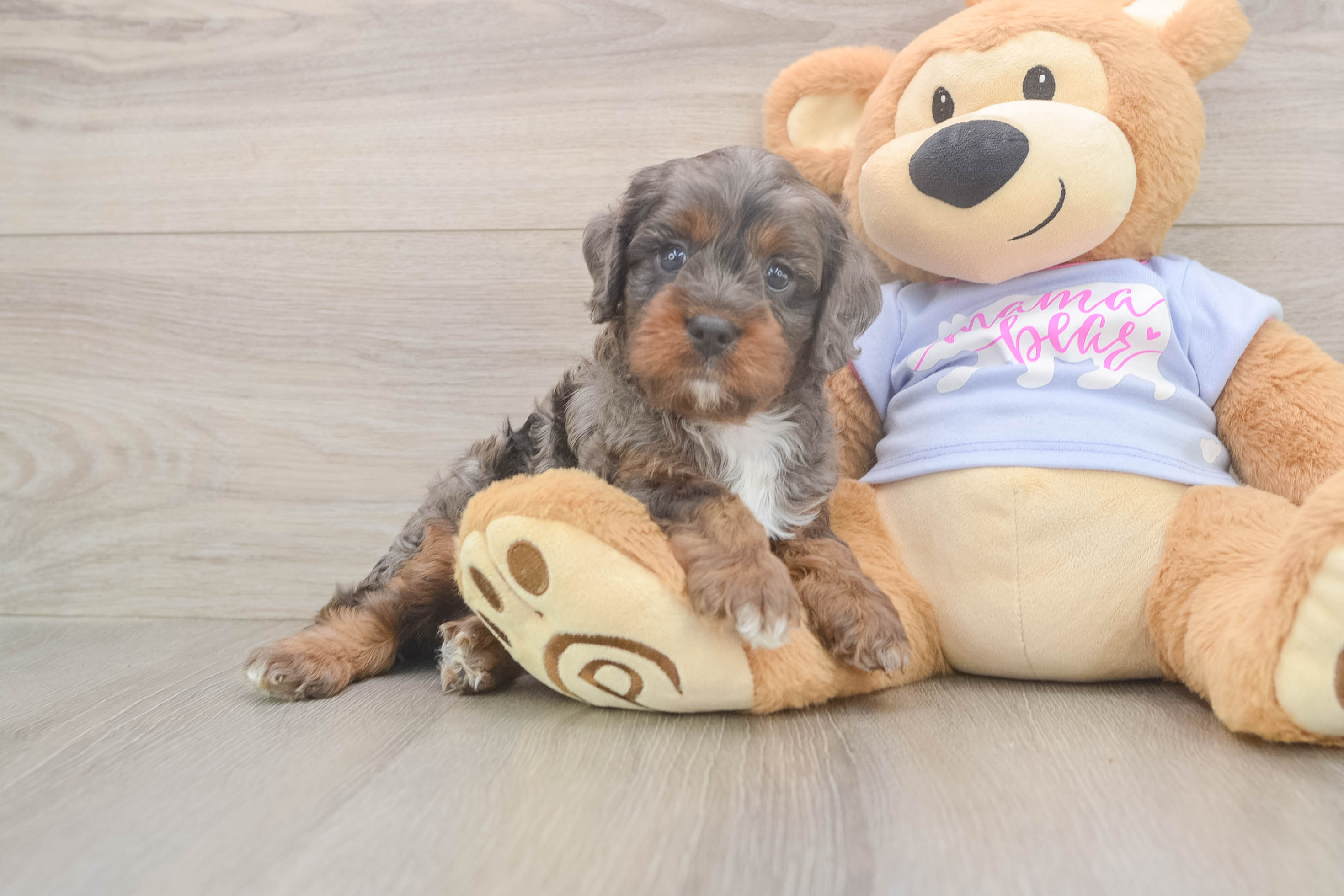 Playful Cavapoo Khaby: 5lb 5oz Doodle Puppy