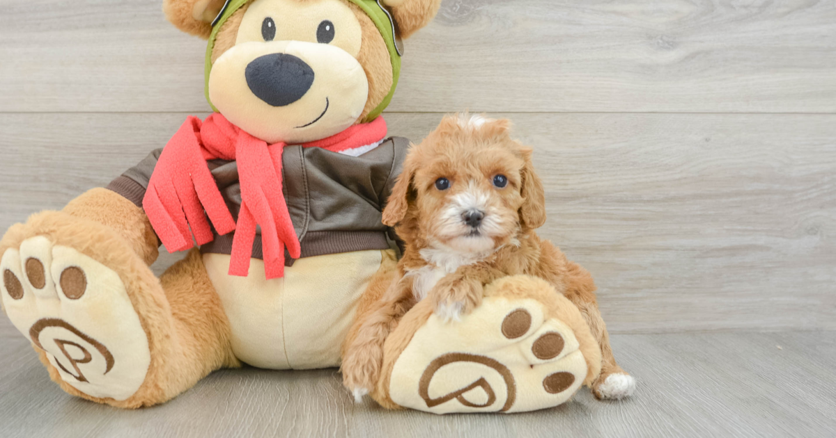 Cute Cavapoo Lil Red: 3lb 2oz Doodle Puppy