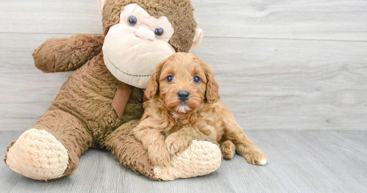 Sweet Cavapoo Loki: 5lb 10oz Doodle Puppy