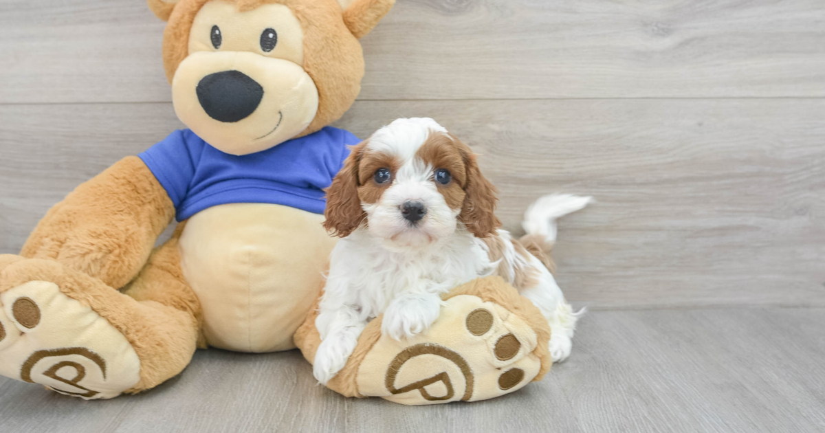 Playful Cavapoo Louie: 4lb 5oz Doodle Puppy