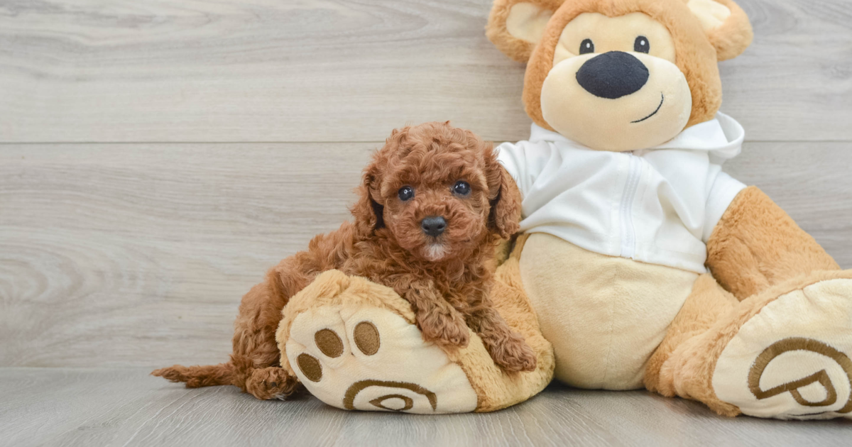 Playful Cavapoo Lucy: 3lb 7oz Doodle Puppy