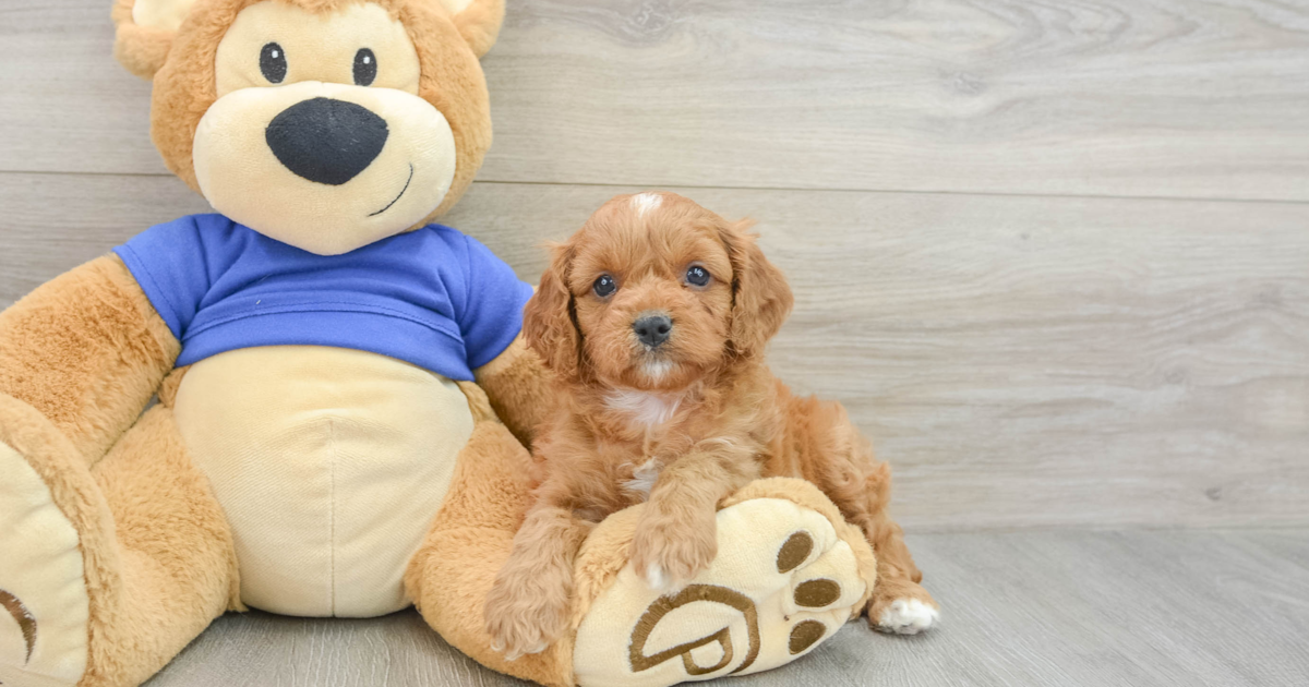 Funny Cavapoo Lucy: 5lb 1oz Doodle Puppy