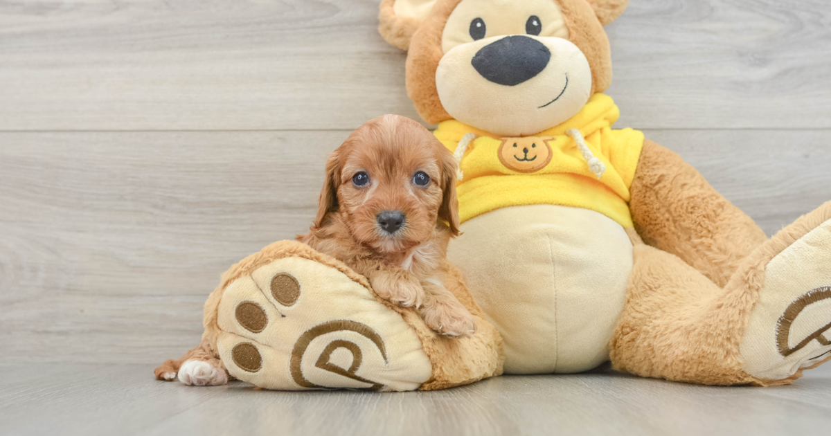 Popular Cavapoo Lucy: 3lb 7oz Doodle Puppy