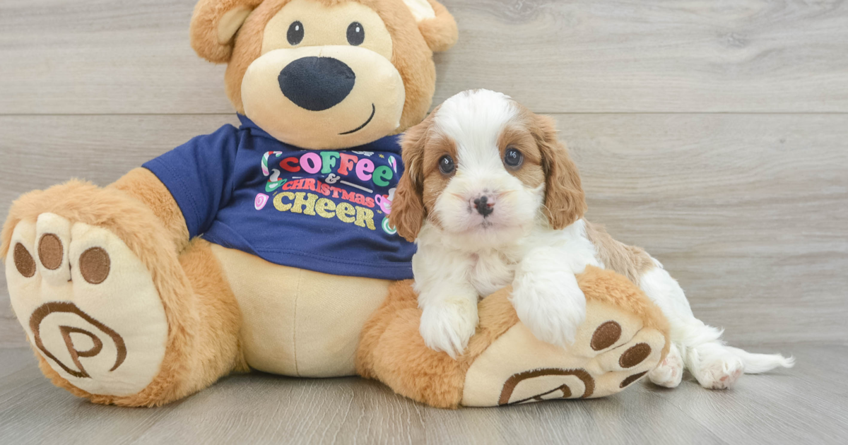 Fluffy Cavapoo Lucy: 6lb 6oz Doodle Puppy