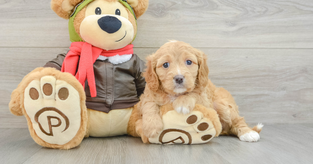 Hypoallergenic Cavapoo Lucy: 7lb 8oz Doodle Puppy