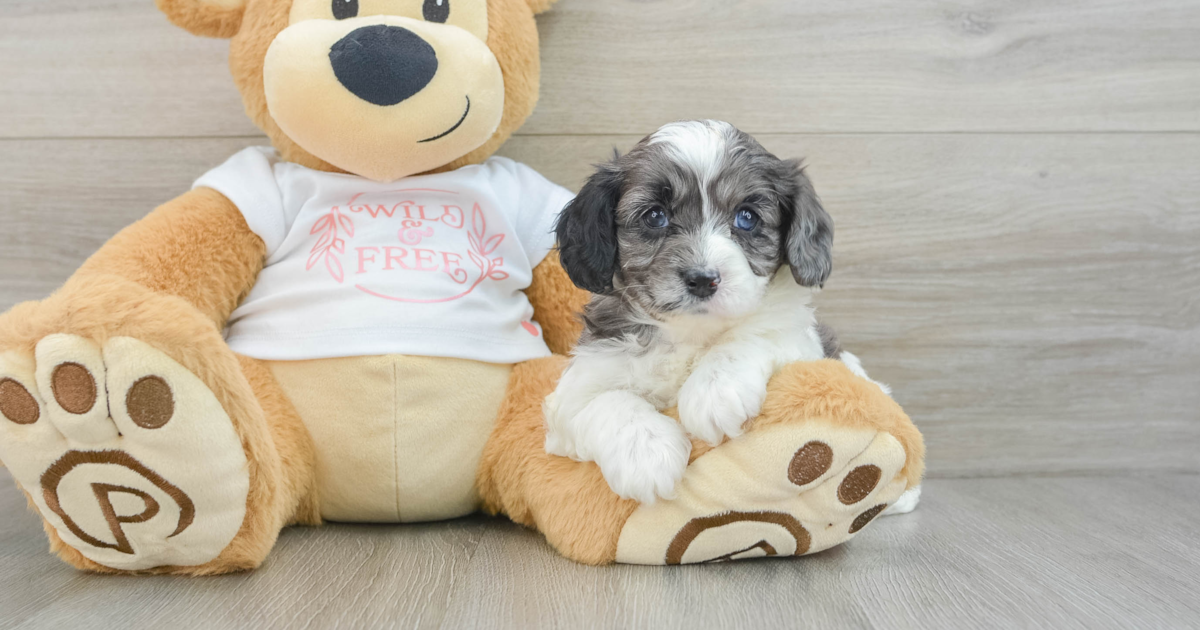 Friendly Cavapoo Lucy: 4lb 2oz Doodle Puppy